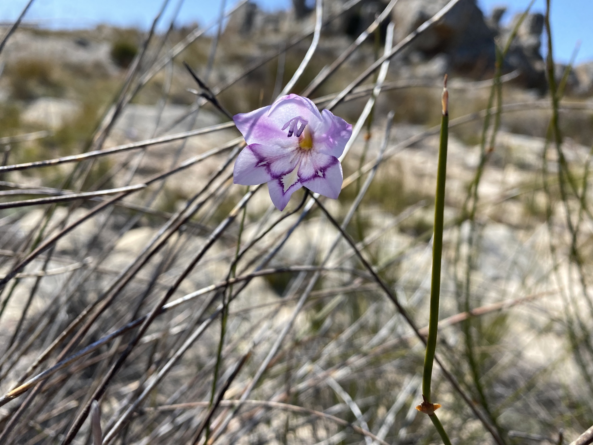 Gladiolus inflatus (Thunb.) Thunb.
