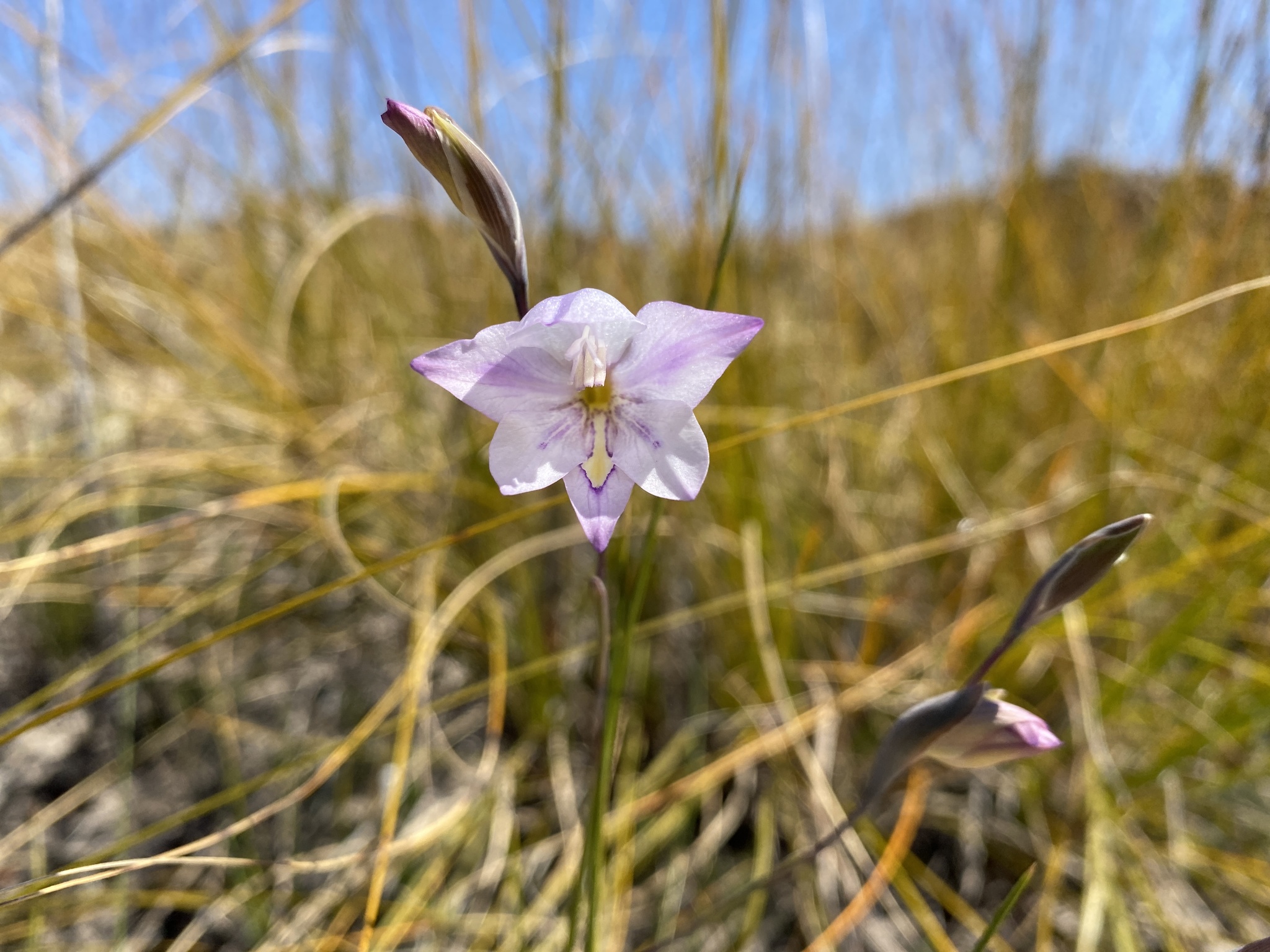 Gladiolus inflatus (Thunb.) Thunb.