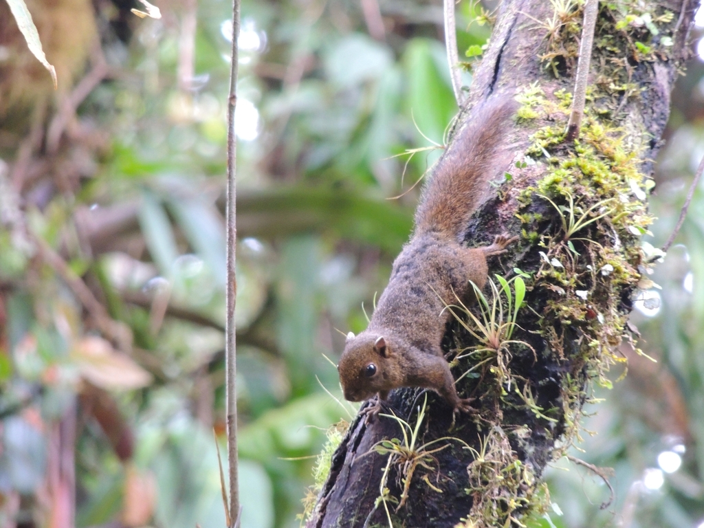 Neotropical Dwarf Squirrels from Yarumal, Antioquia, Colombia on May 23 ...