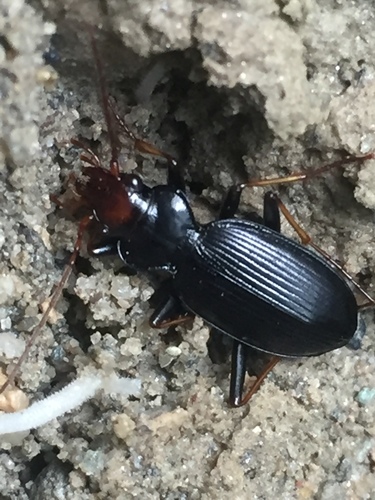 Subgenus Tyrrhenia · iNaturalist