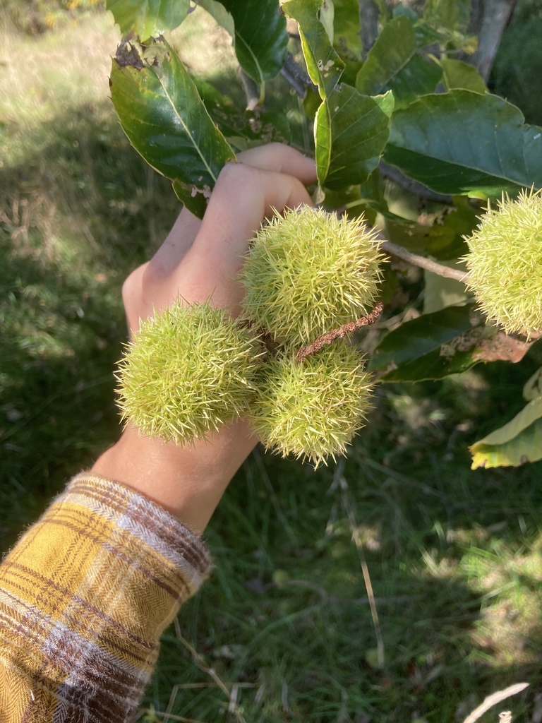 Chinese chestnut from Mahoning Dr W, Lehighton, PA, US on September 19 ...