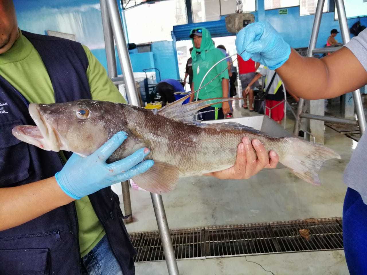 Cratinus Steindachner, 1878