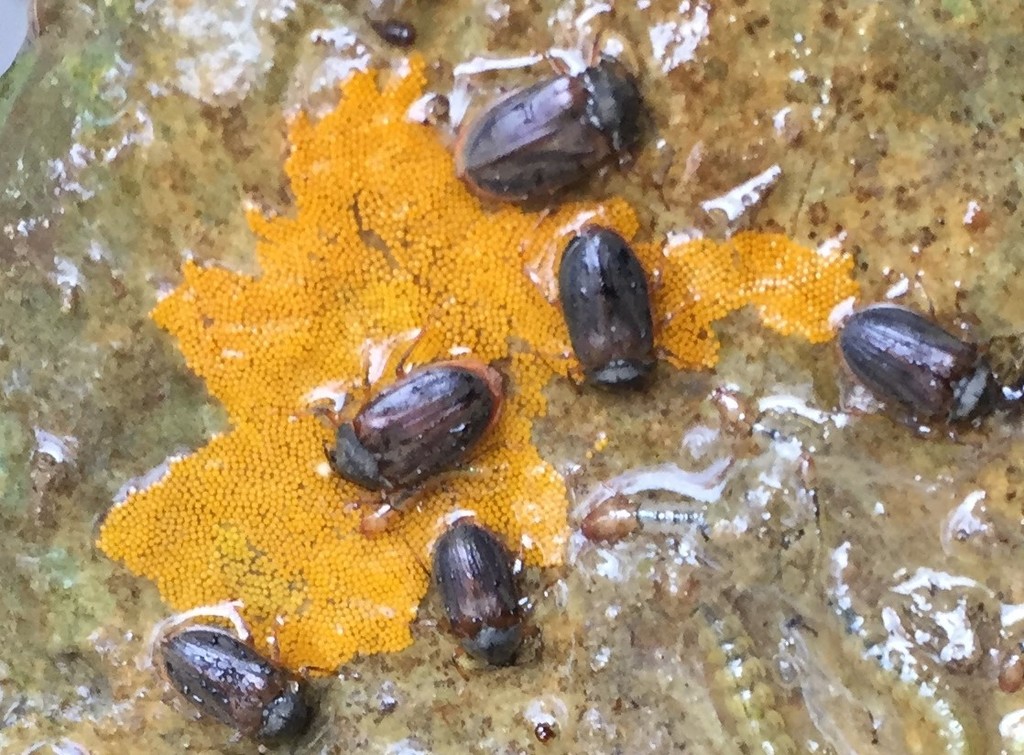 Texas Water Penny Beetle from Champion Park Cedar Park, Tx Williamson ...