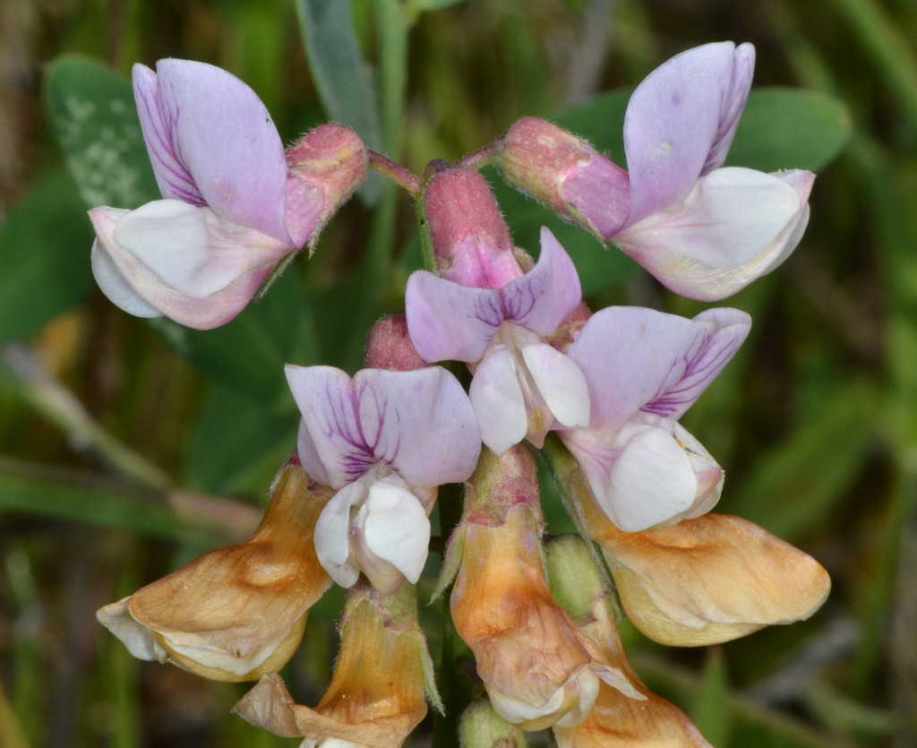 Pacific pea (Lathyrus vestitus) - Botanical Realm