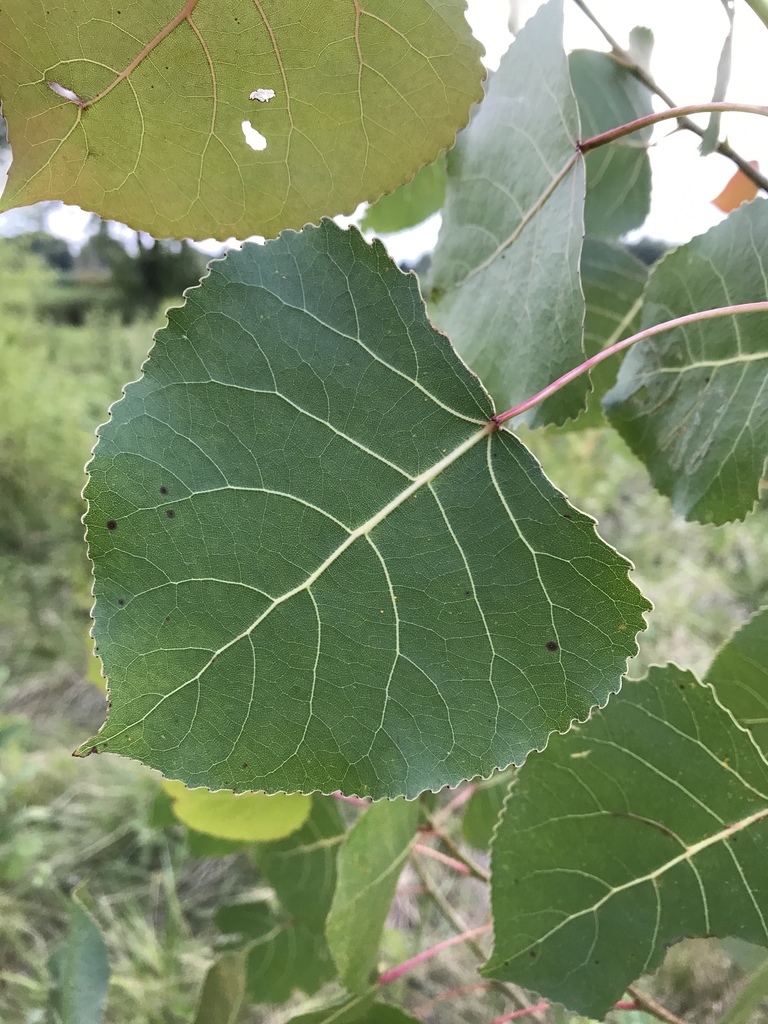 Eastern Cottonwood (Trees of Eisenhower State Park) · iNaturalist