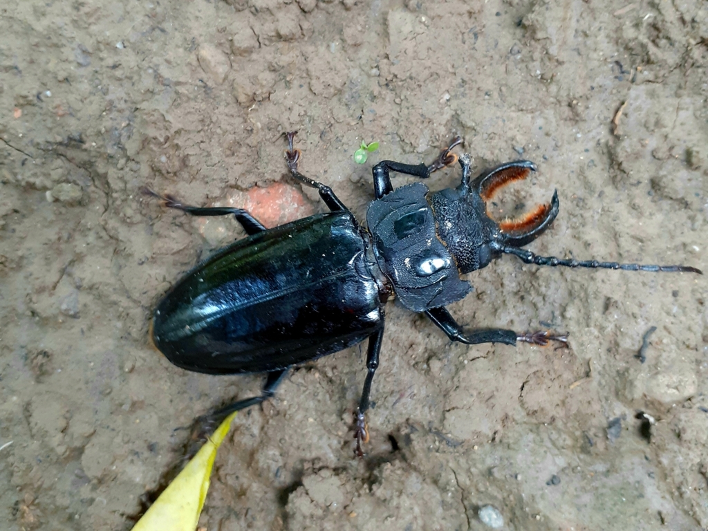 Mallodon chevrolatii from Tlaquiltepec, Gro., México on September 19 ...