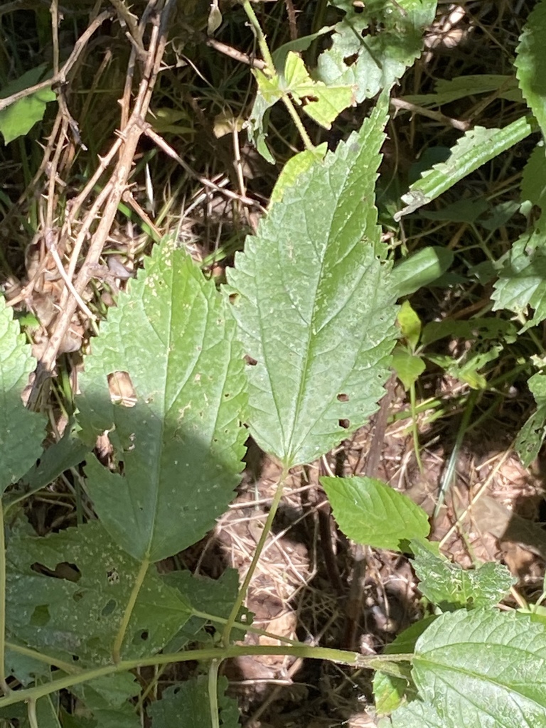 false nettle from Connetquot River State Park Preserve, Oakdale, NY, US ...
