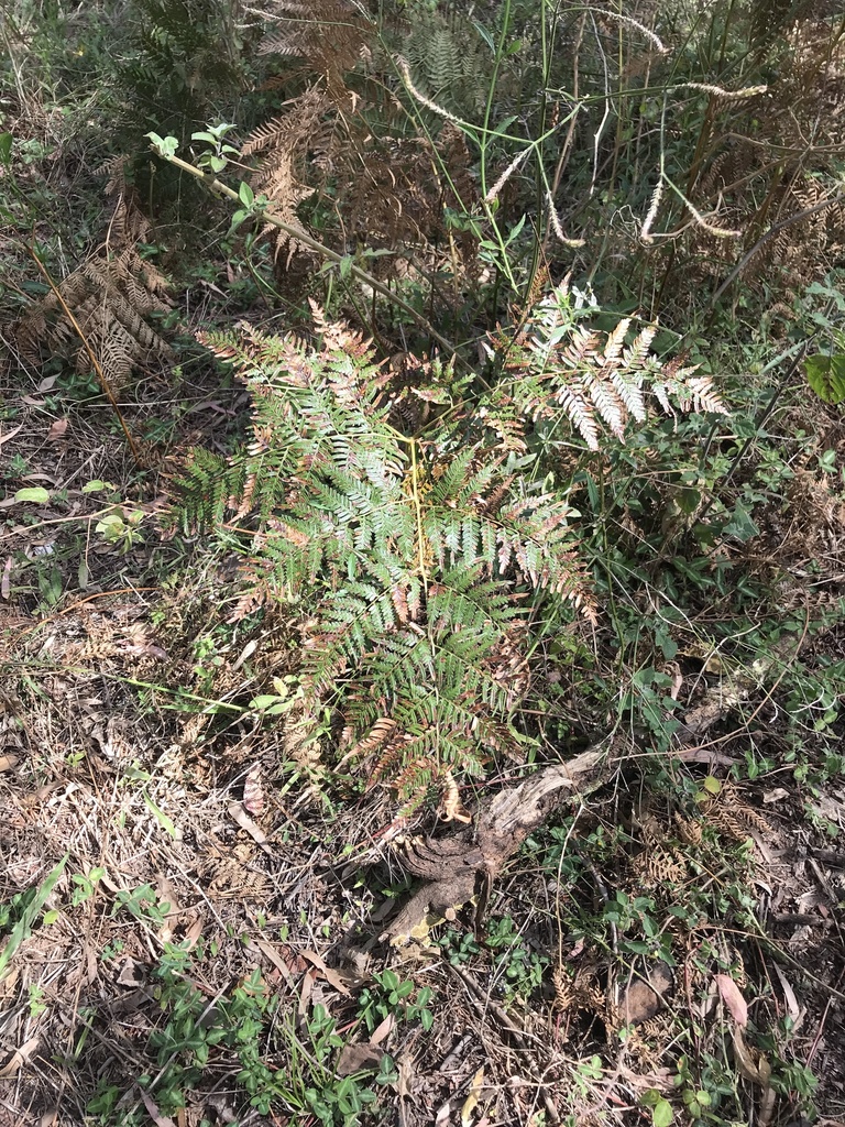 Austral Bracken from Mirani, AU-QL, AU on September 19, 2020 at 01:57 ...