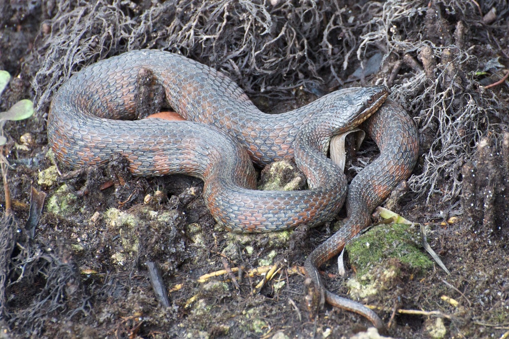 Mangrove Saltmarsh Snake (Nerodia clarkii compressicauda) - Snakes and ...