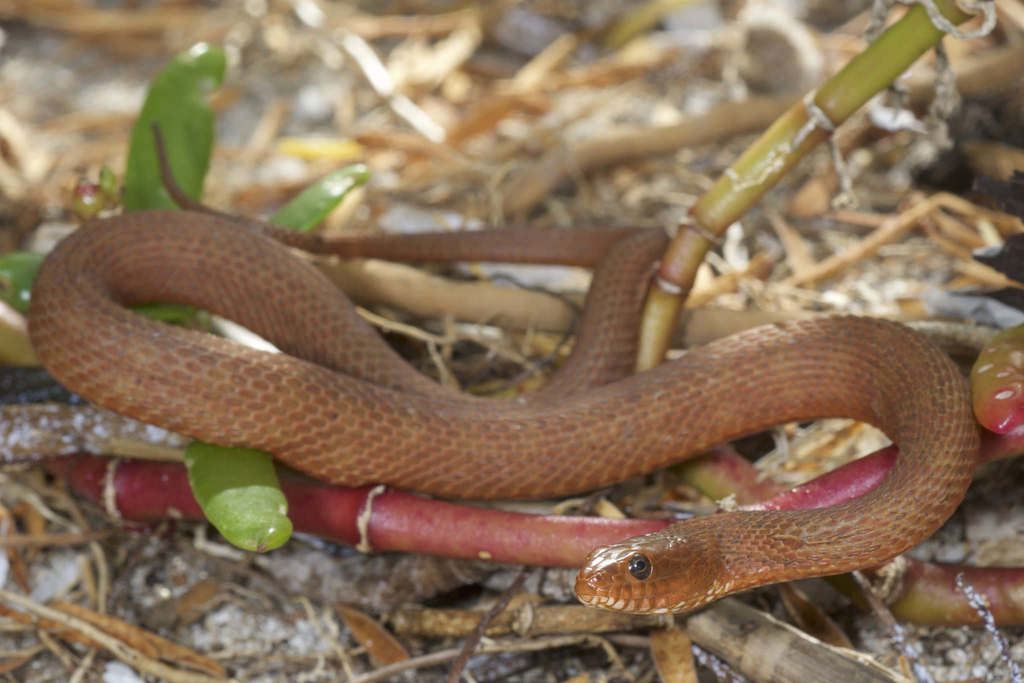 Mangrove Saltmarsh Snake (Nerodia clarkii compressicauda) - Snakes and ...