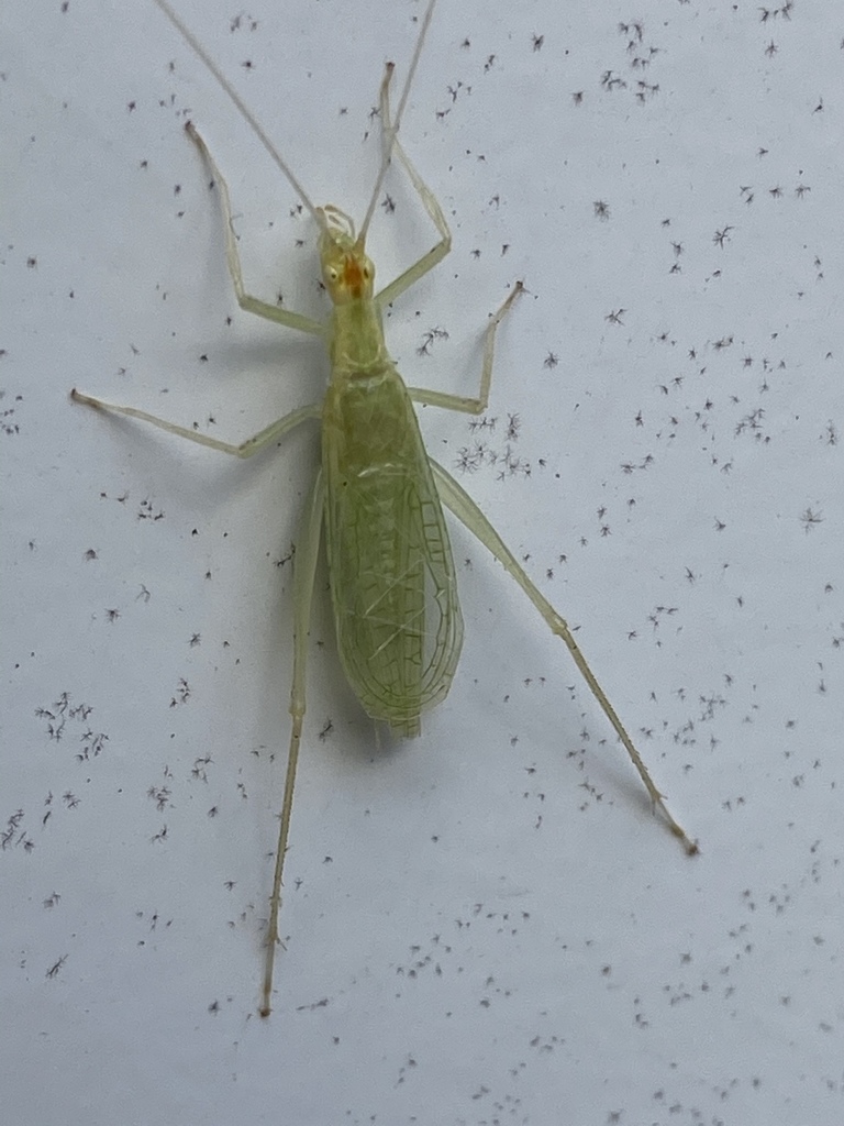 Common Tree Crickets from Concession Road 3, Adjala-Tosorontio, ON, CA ...