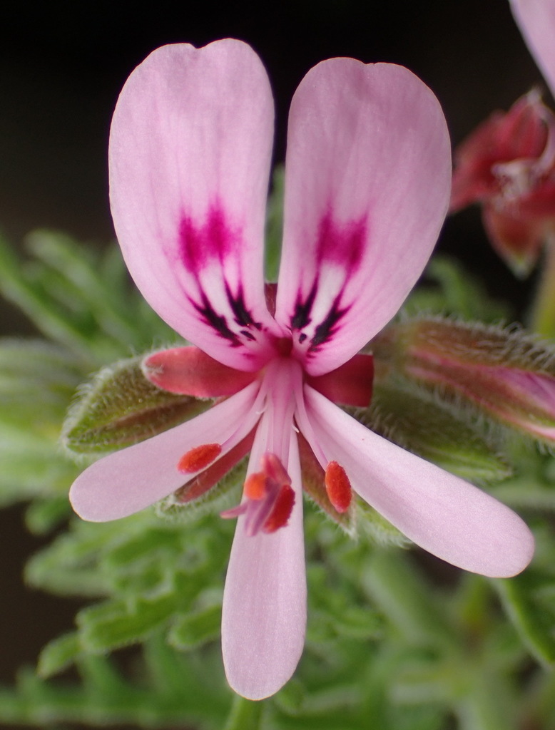 Rasp-leaf pelargonium from Brenton-on-Sea, 6570, South Africa on ...