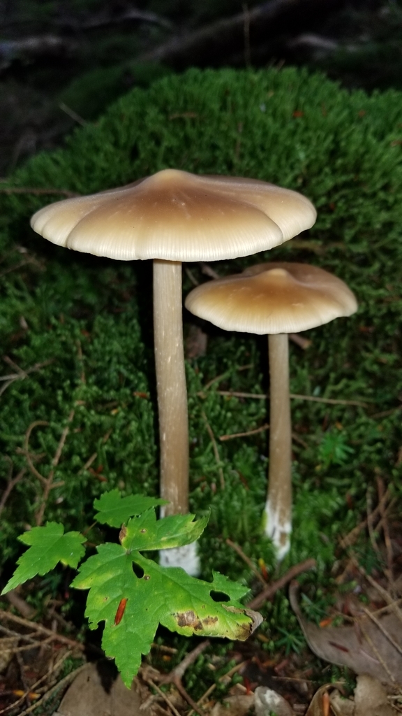 Straight-stalked Entoloma (Encyclopedia of North American Mushrooms pt ...