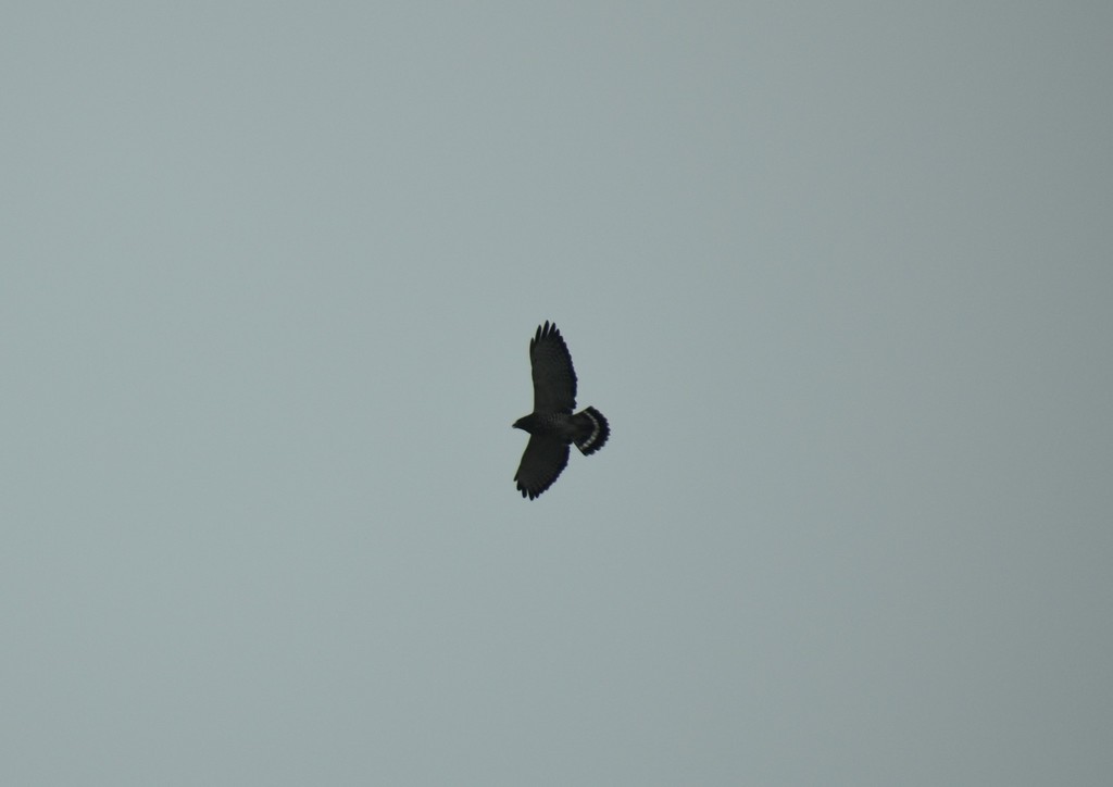Broad-winged Hawk from Southeast Calgary, Calgary, AB, Canada on ...
