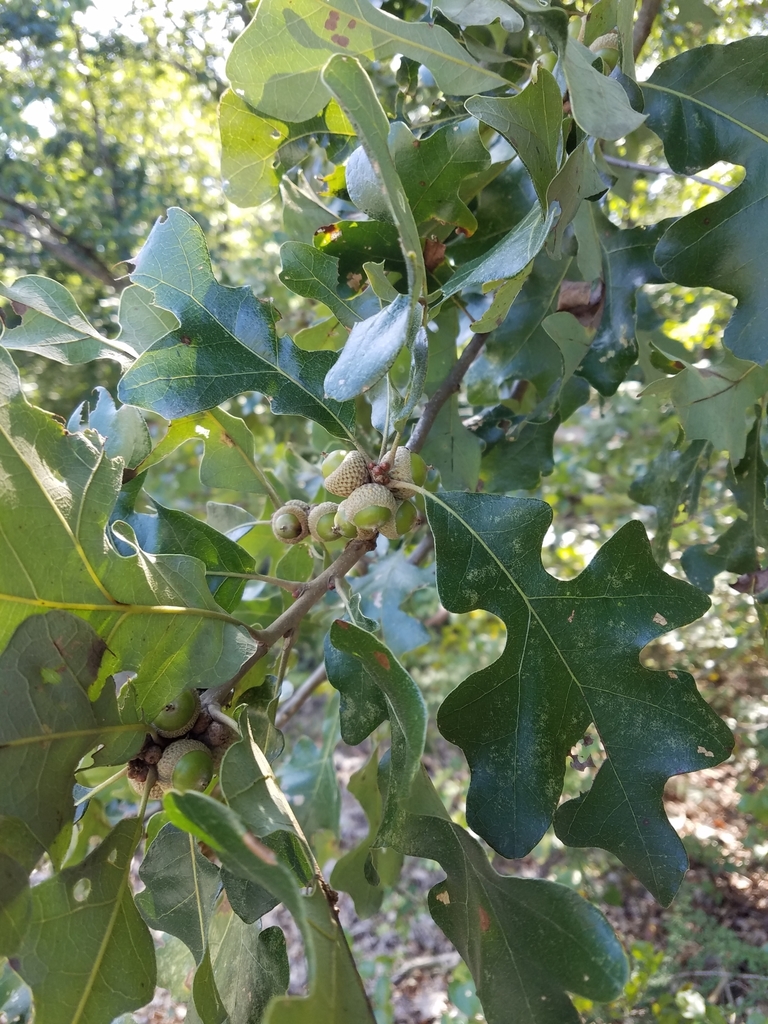 post oak from Woodlawn, MD, USA on September 19, 2020 at 01:58 PM by ...