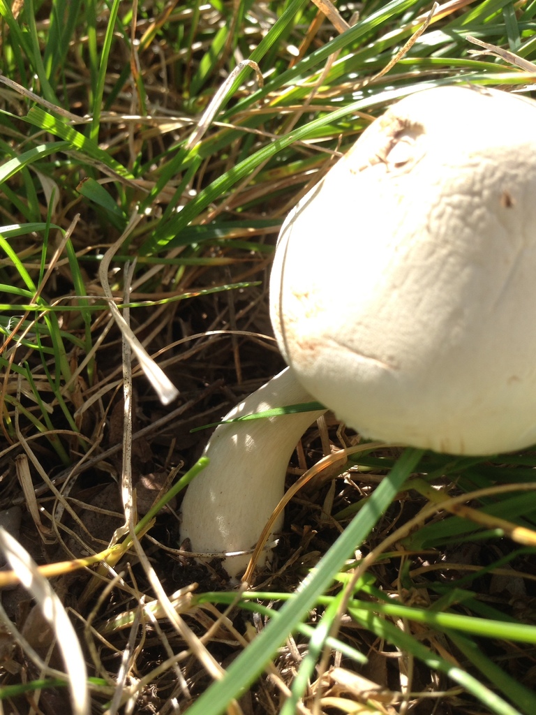 White Dapperling in September 2020 by Mariah Rogers · iNaturalist