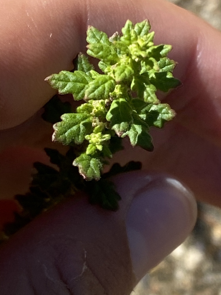 Jerusalem oak from Connetquot River State Park Preserve, Oakdale, NY ...