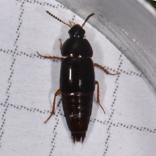 Tachinus memnonius · iNaturalist