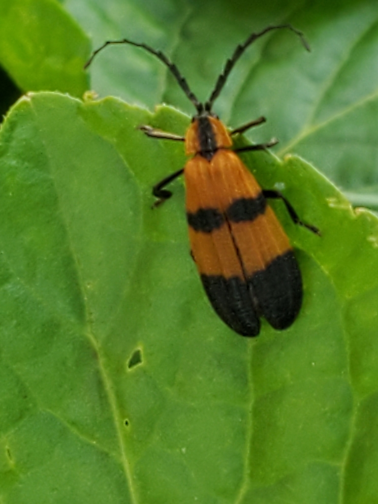 Reticulated Net-winged Beetle from Highway 54 & Aggie Ave, Goodwell, OK ...