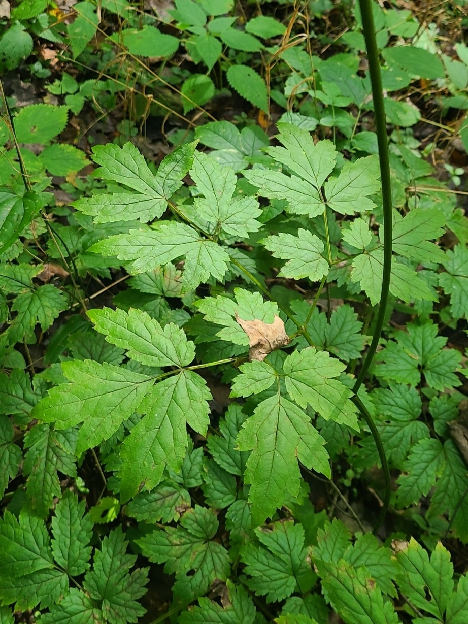Actaea podocarpa DC.