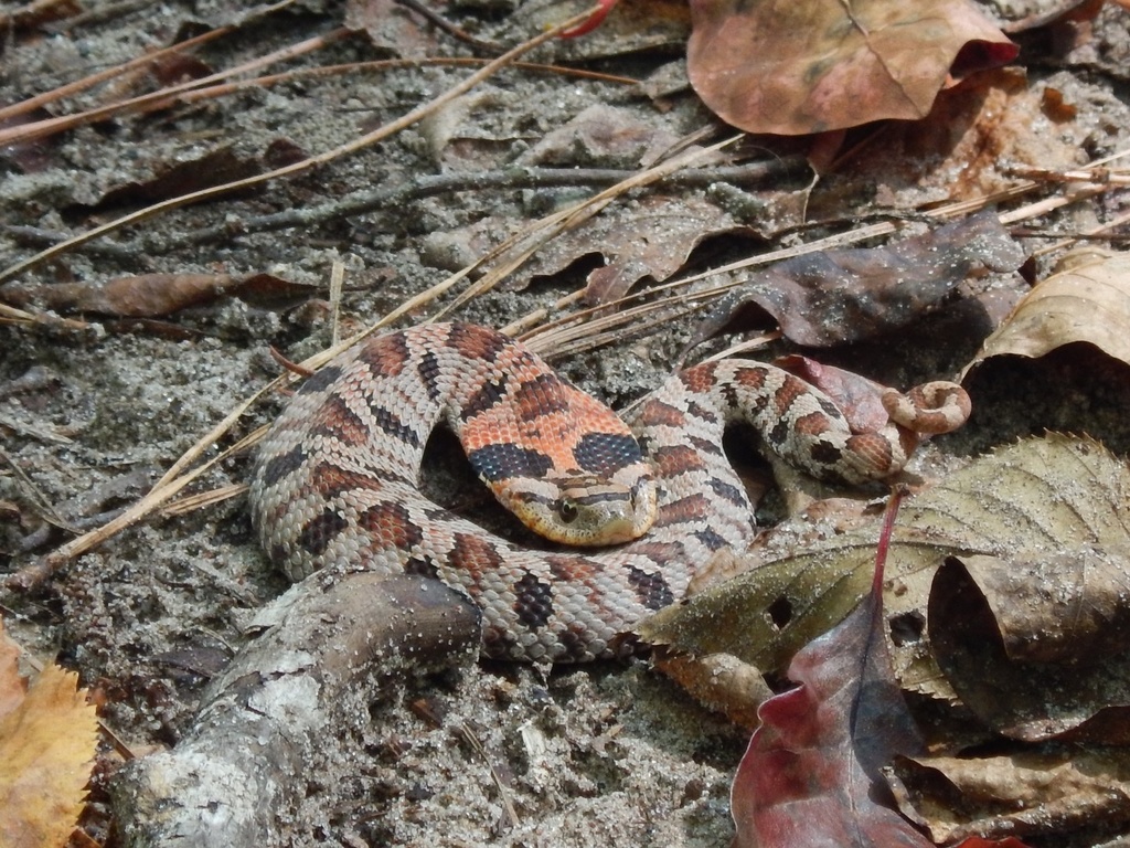 Eastern Hognose Snake from Sam Houston National Forest, Montgomery, TX ...