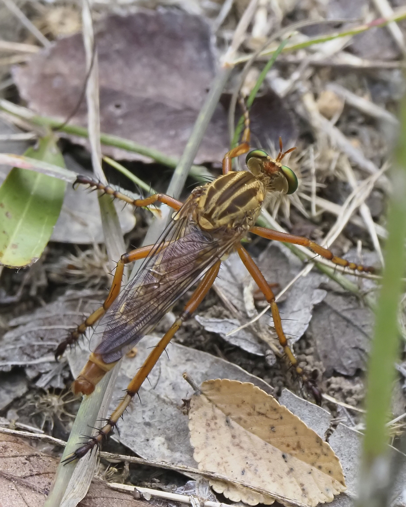 Prairie Robber Fly from Travis, Texas, United States on September 19 ...