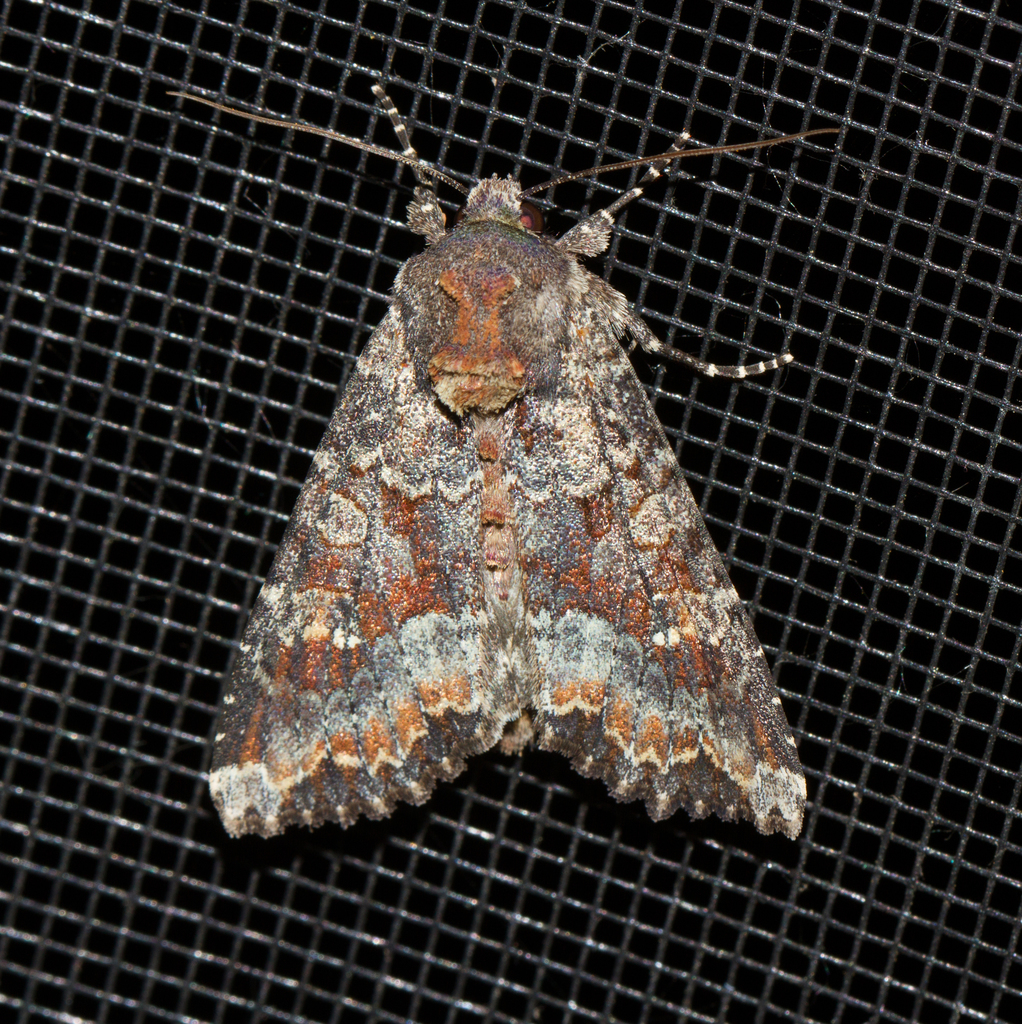 Yellow-headed Cutworm Moth (Lepidoptera of Crow Hill (Worcester Co., MA ...