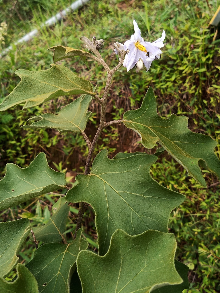 Turkey Berry from San Lorenzo Texmelúcan, Oax., México on September 17 ...