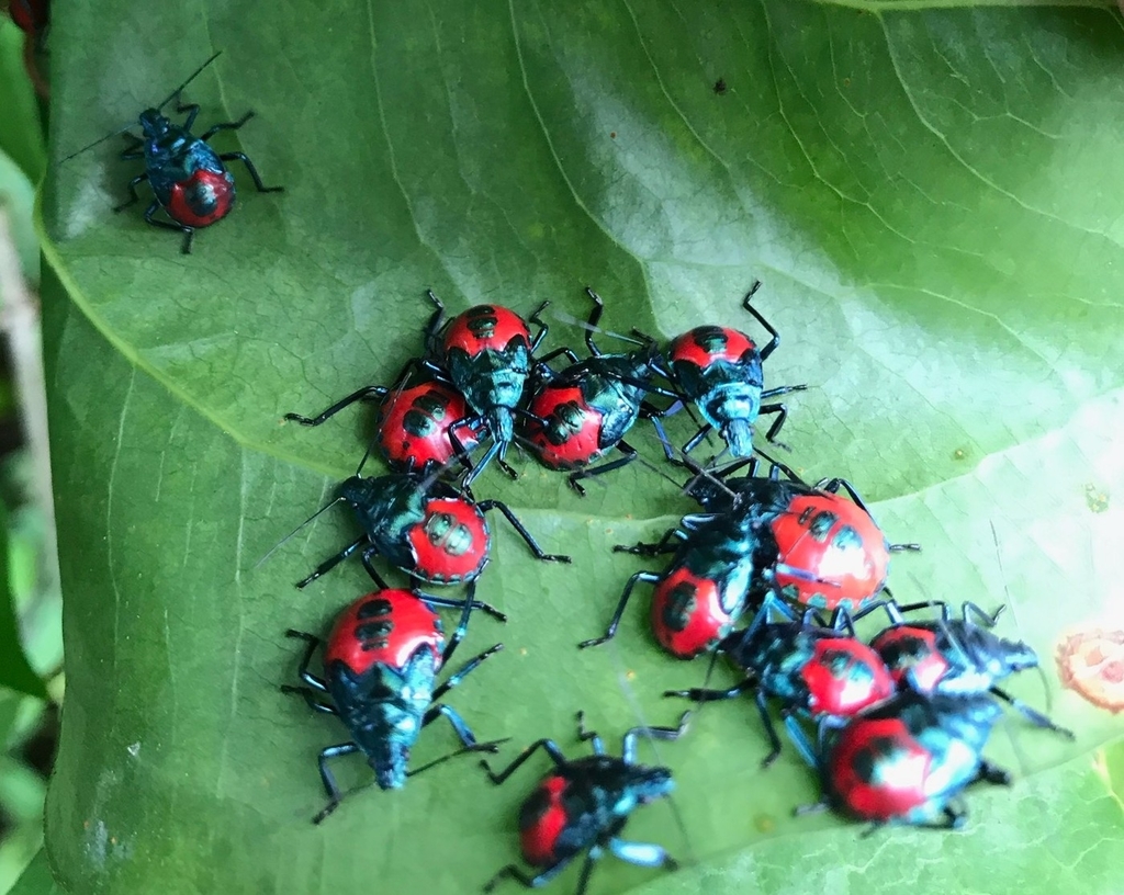 Florida Predatory Stink Bug in September 2020 by C. A. Rytting ...
