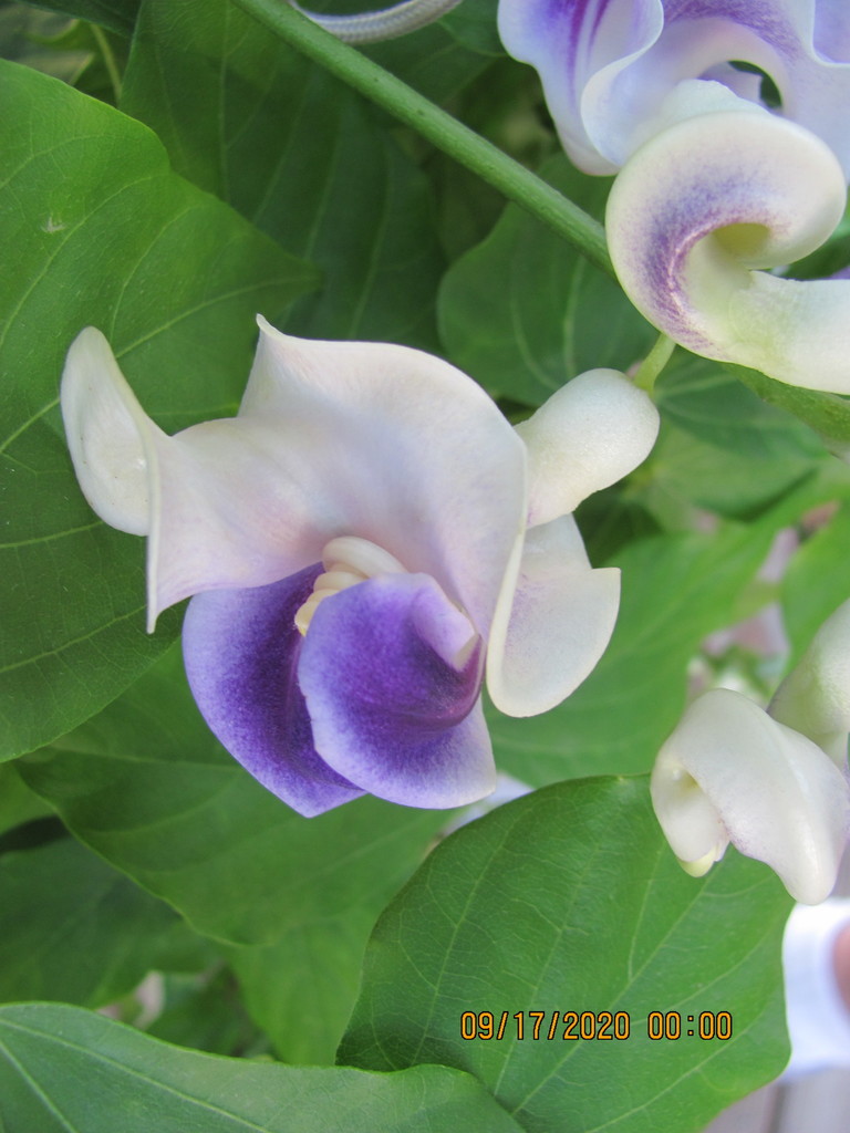 Snail vine in September 2020 by Chuck Thomas. Open flower details. See ...