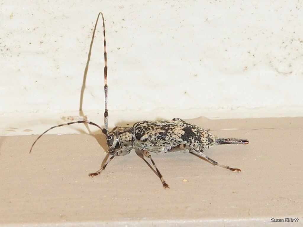 White Oak Borer Beetle (Insects of Ohio) · iNaturalist