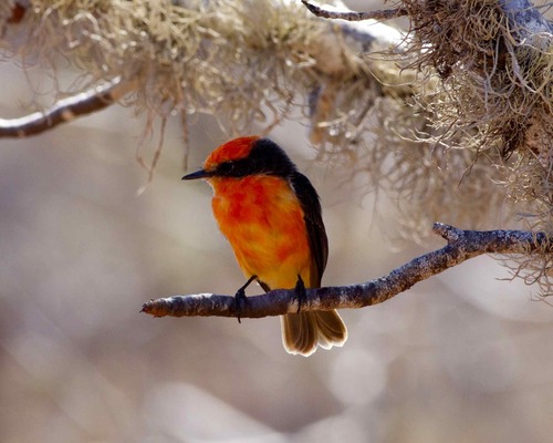 Titibirí pechirrojo de las Galápagos (Pyrocephalus nanus) · NaturaLista ...