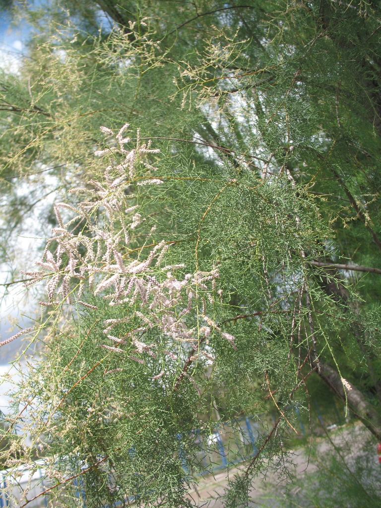 Red Tamarisk (Plants of Highline Lake State Park) · iNaturalist