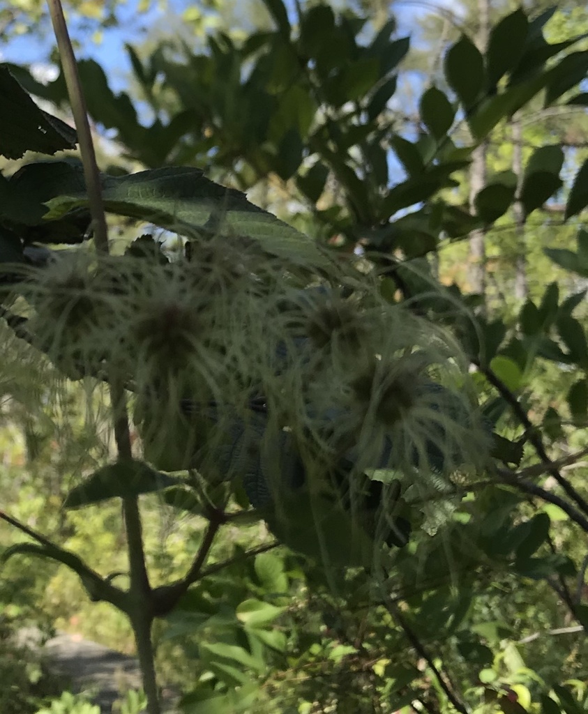 virgin's-bower from Streetsboro, OH, US on September 18, 2020 at 02:24 ...