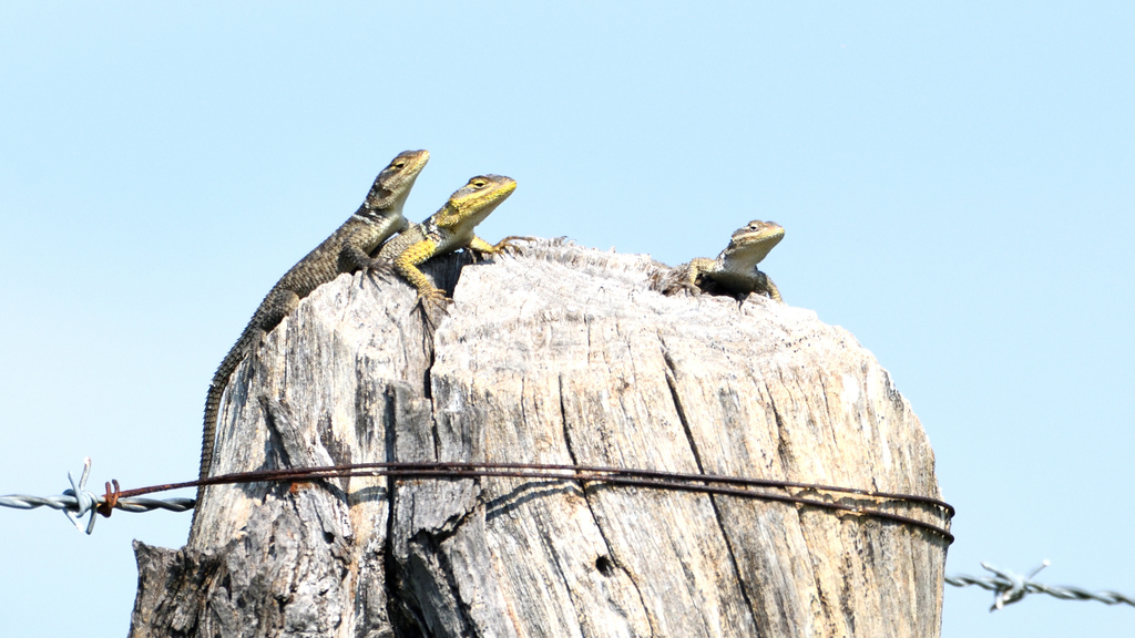Blue Spiny Lizard from Bustamante, N.L., México on September 19, 2020 ...