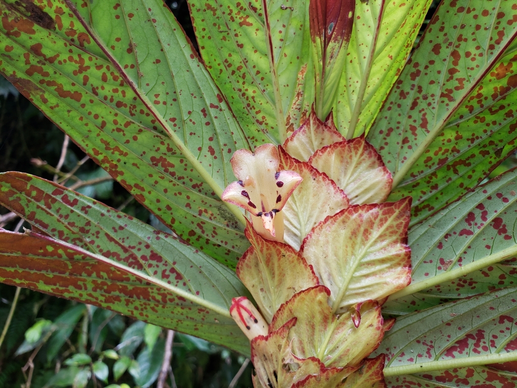 (Columnea medicinalis) - Botanical Realm