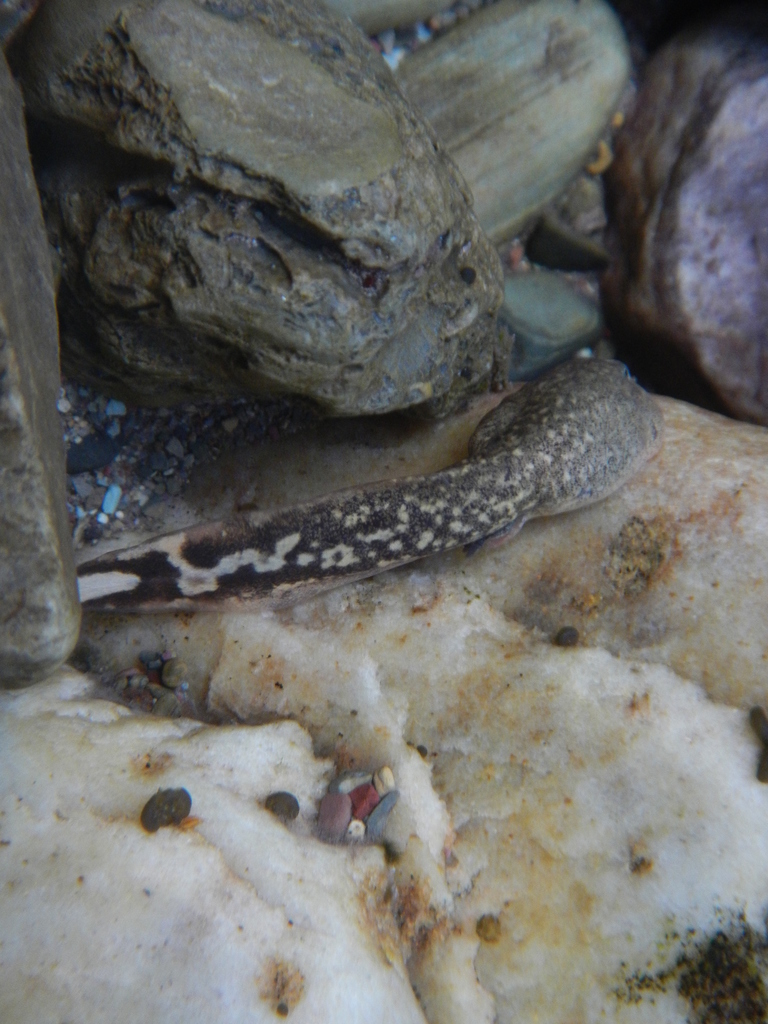 Rocky Mountain Tailed Frog from Elder Creek on August 25, 2014 at 06:04 ...