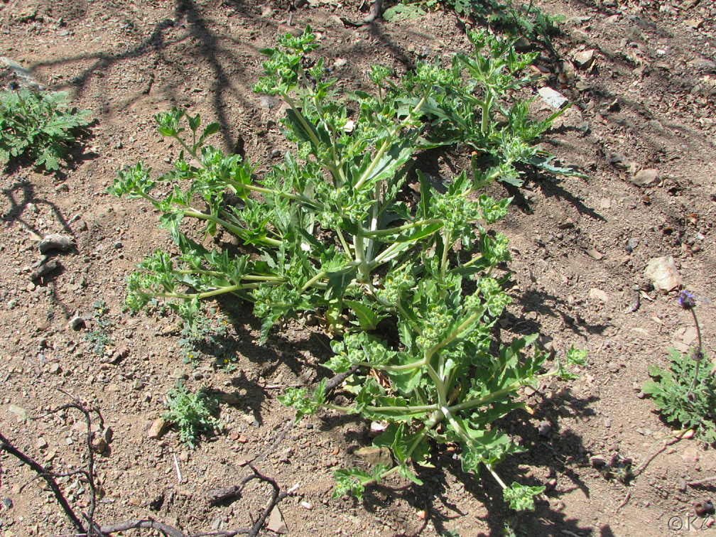 San Luis blazingstar from Mount Diablo State Park on May 19, 2014 by ...