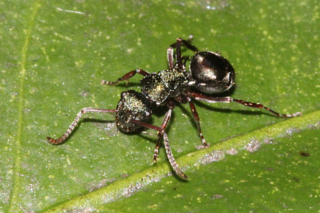Polyrhachis hookeri from Moorooka, Brisbane QLD, Australia on September ...