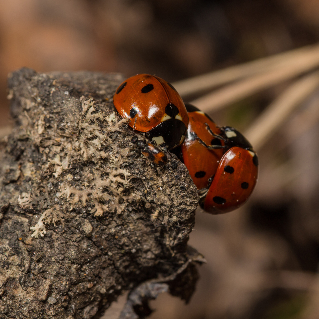 Anthicus antherinus from Kaarina, Finland on March 26, 2019 at 02:06 PM ...