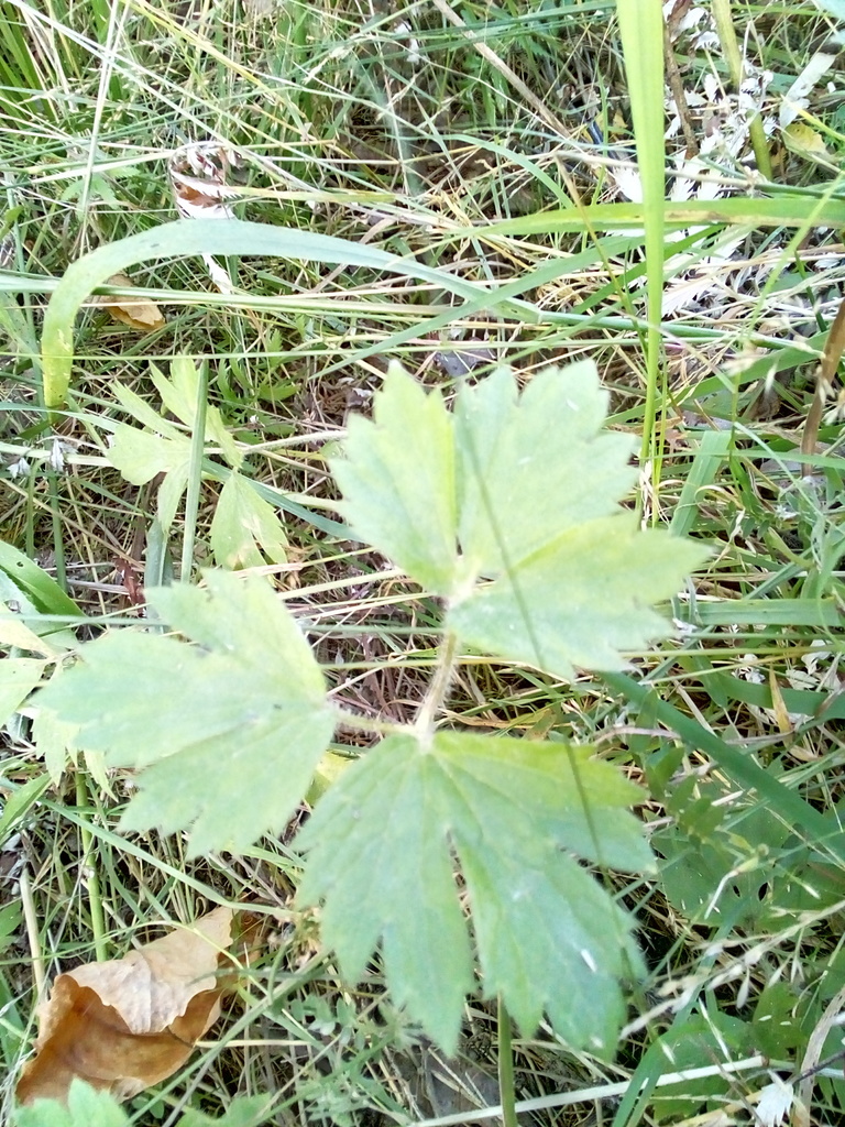 Creeping buttercup from г. Березовский, Свердловская обл., Россия on ...