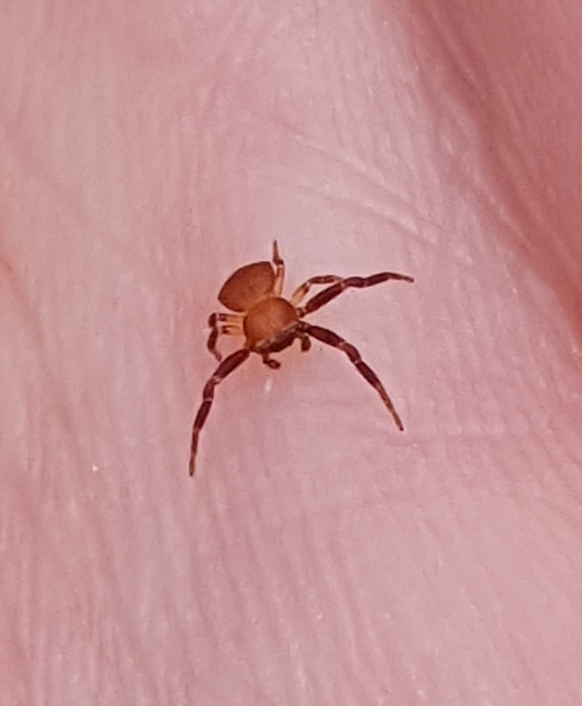 Masked Crab Spider from St. Francis Xavier's Parish, Macao on September ...