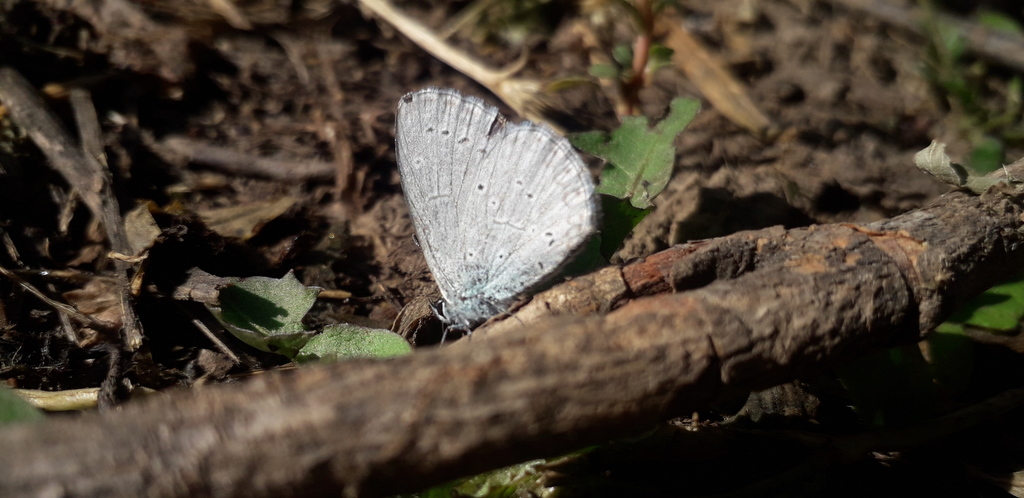 Holarctic Azures from Gund Tokipora on September 18, 2020 at 09:04 AM ...