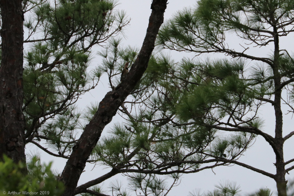 Northern Flicker from Royal Palm Beach Pines Natural Area, FL, USA on ...