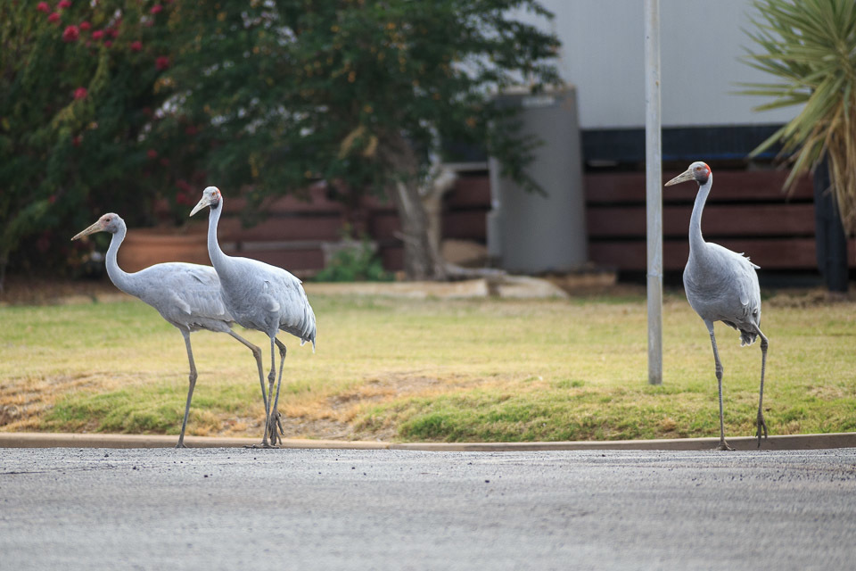 Brolga from Winton QLD 4735, Australia on September 11, 2020 at 08:20 ...