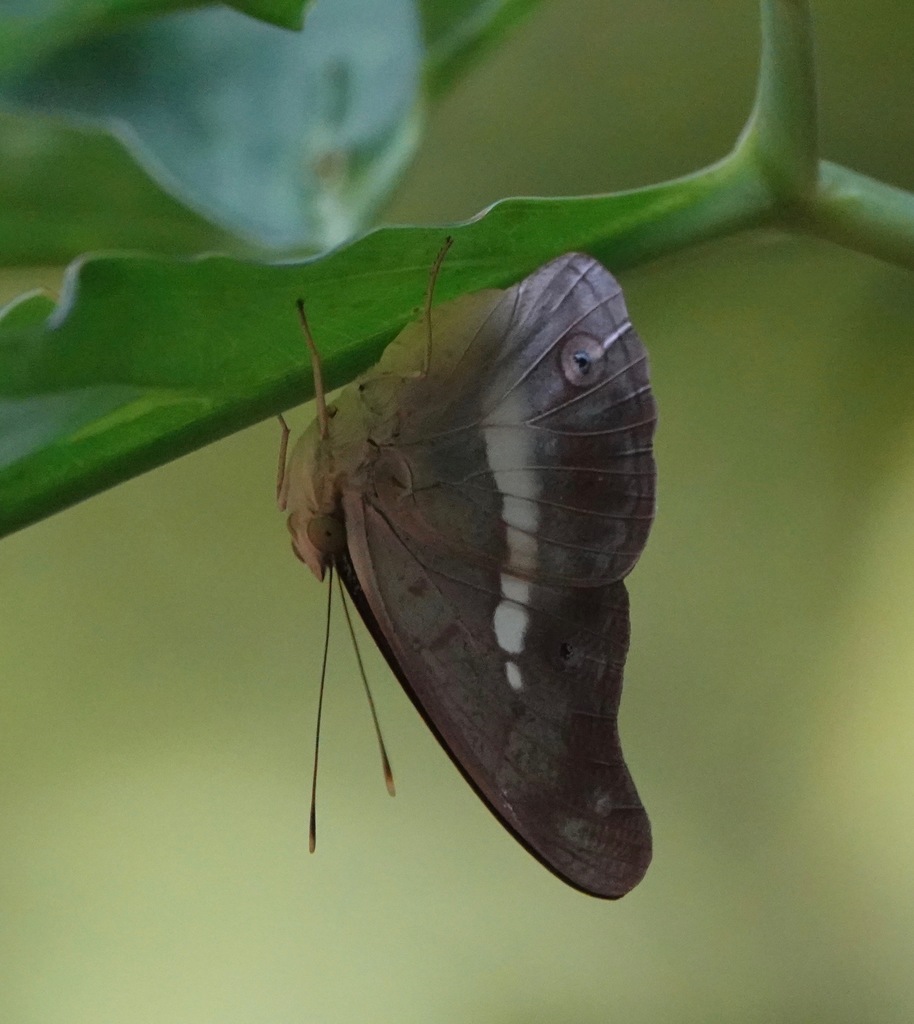 Purple Duke from Upper Seletar Reservoir Park, Singapore on September ...
