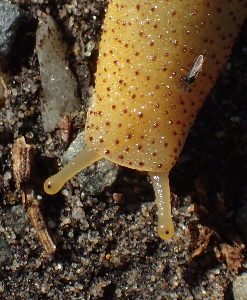 Eastern Capeslug from Brenton, South Cape DC, South Africa on August 25 ...