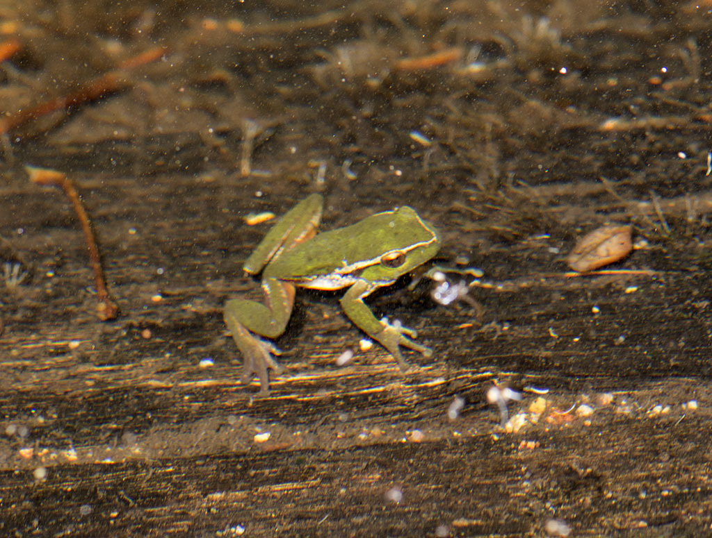 Southern Leaf Green Tree Frog from Mallacoota VIC 3892, Australia on ...