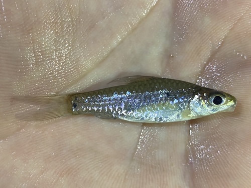 Enteromius trispilomimus · iNaturalist