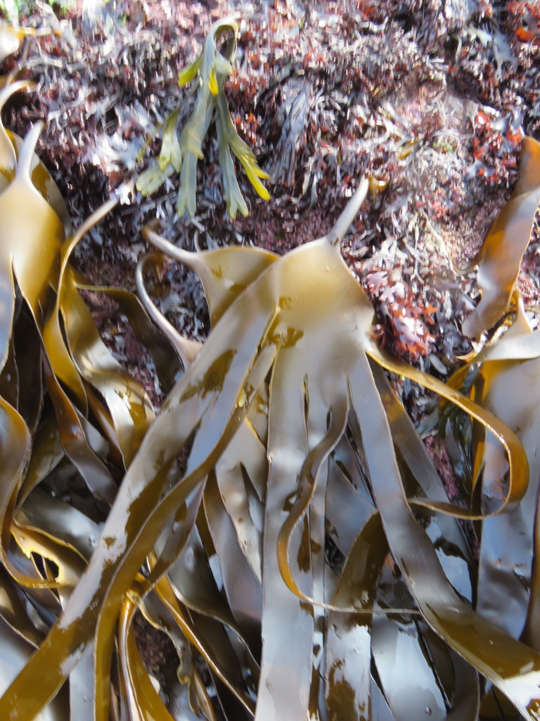 Oarweed from Point Prim Lighthouse (tidal area), Digby County, NS ...